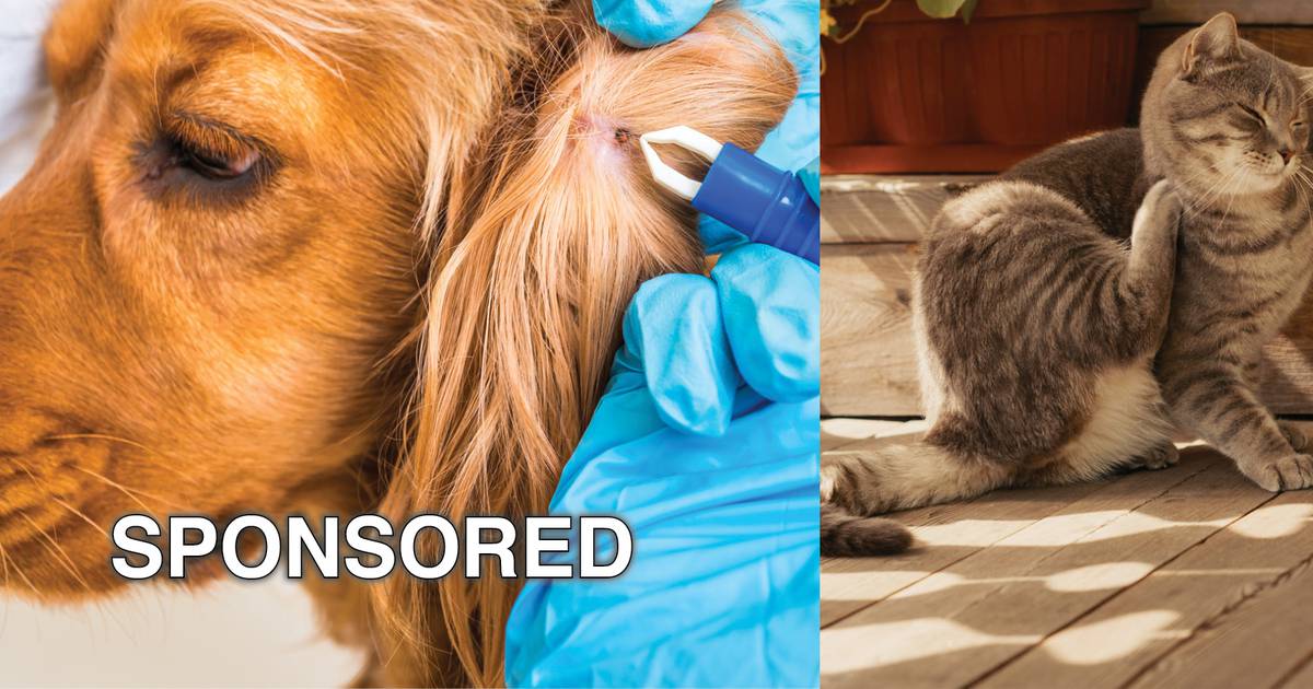 Flea and Tick Prevention Tips for Pets in the Midwest – Shaw Local