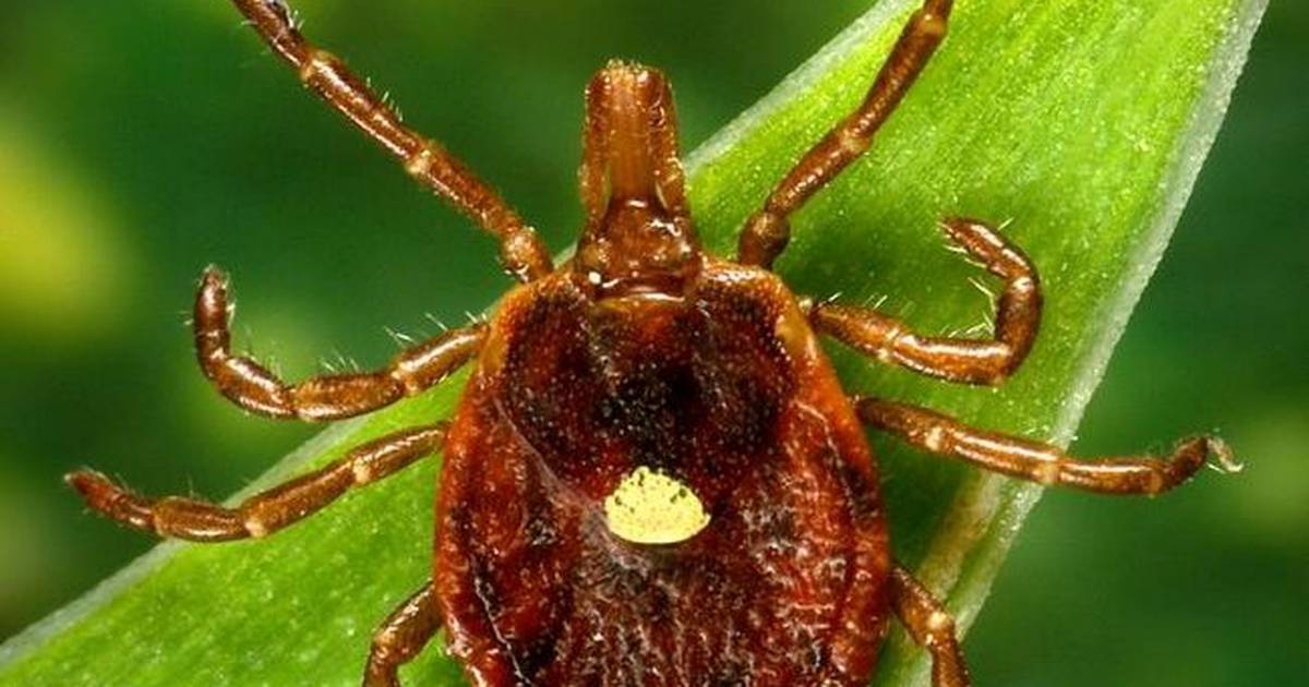 Lone star tick found in La Salle County in May – Shaw Local