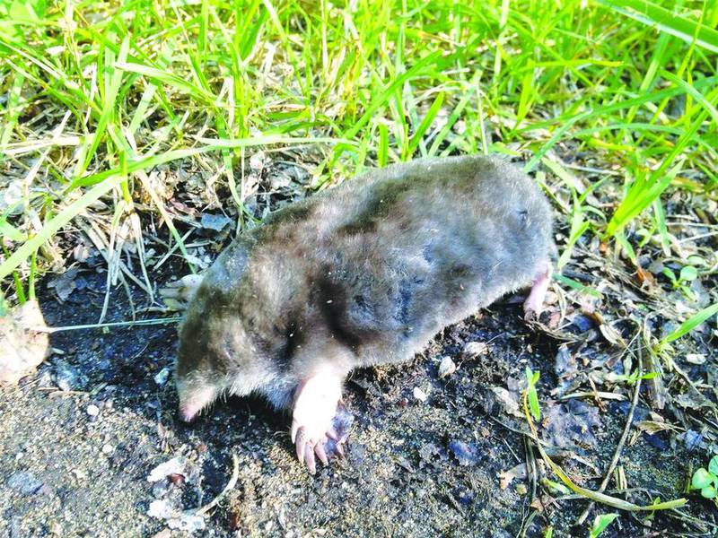 Good Natured: A deeper look at animal, plant names – Shaw Local