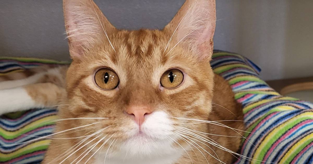 Energetic young cat ready for loving, playful family – Shaw Local