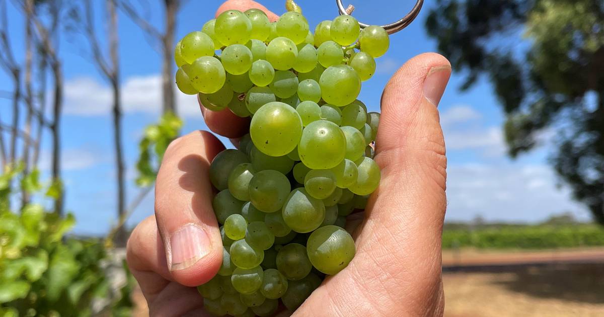 Aromatic white wines perfect fit for summer – Shaw Local