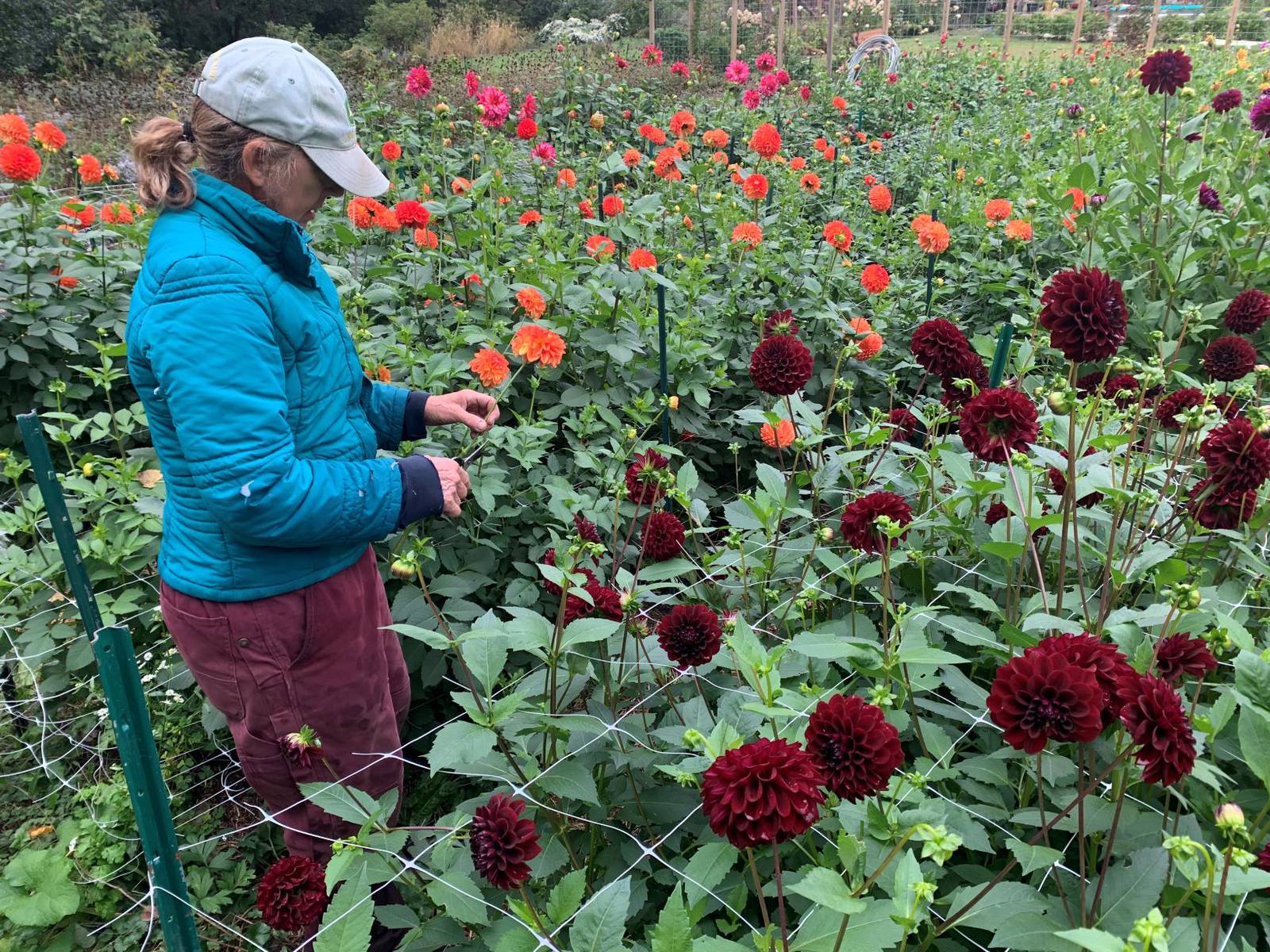 Woodstock City Council votes to allow Collie Flower Farm expansion ...