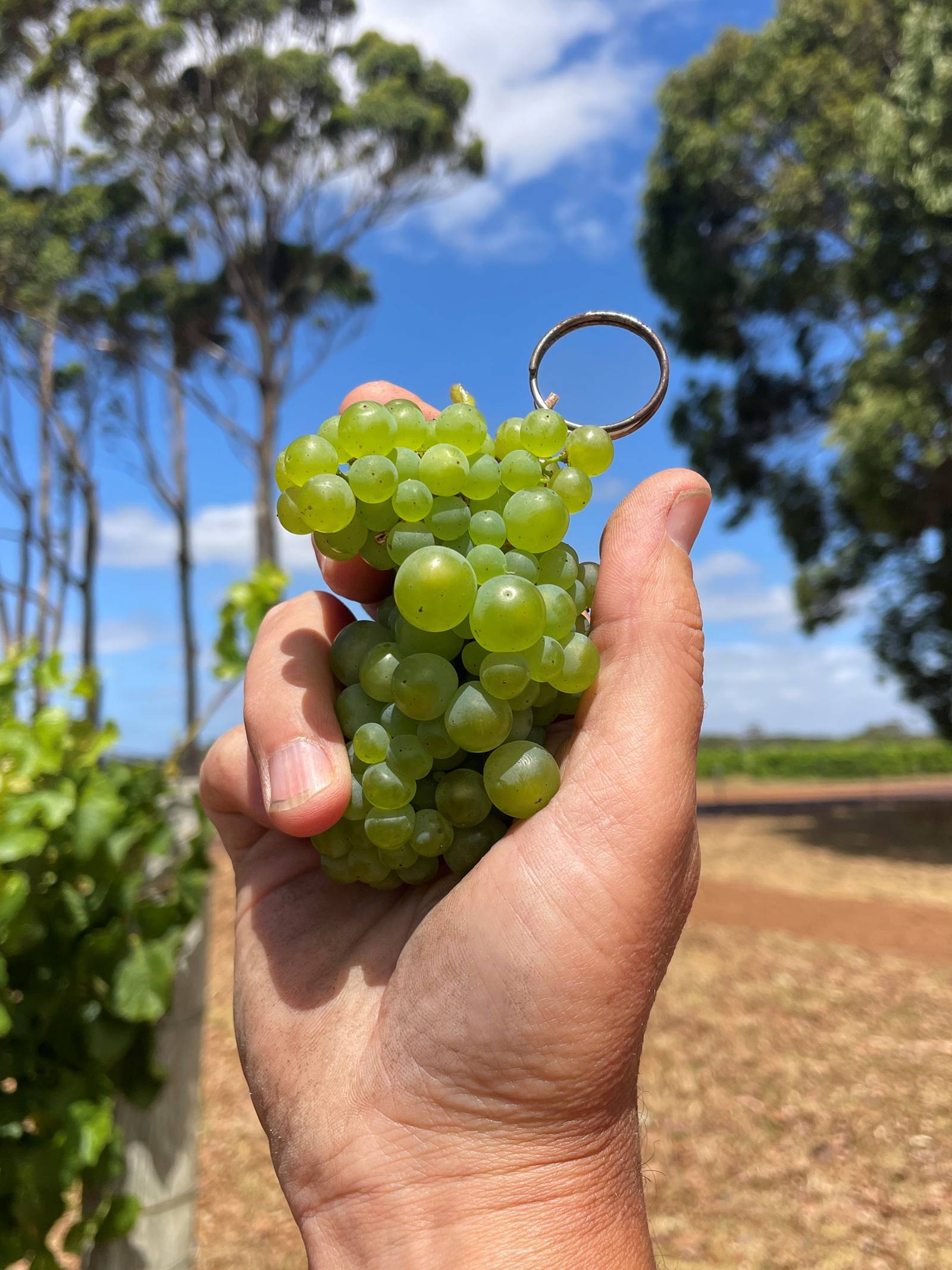 Aromatic white wines perfect fit for summer – Shaw Local