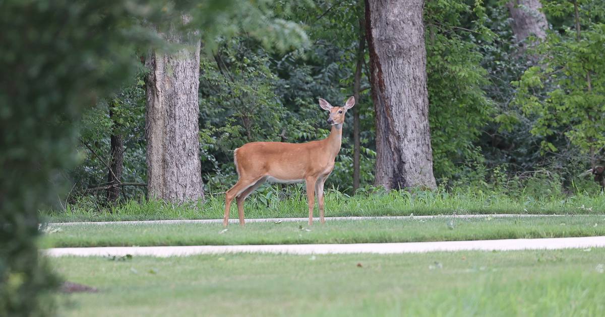 Down the Garden Path: ‘Tis the season to stay alert for deer – Shaw Local