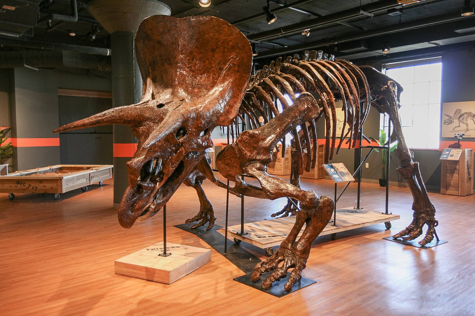 Dinosaur special exhibit to open at Dunn Museum – Shaw Local