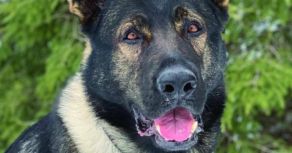 Lake County Sheriff’s Office mourns loss of K-9 Dax – Shaw Local