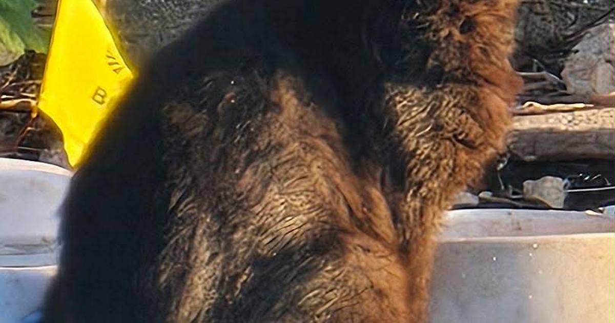 La Salle County working on compromise over feral cats – Shaw Local