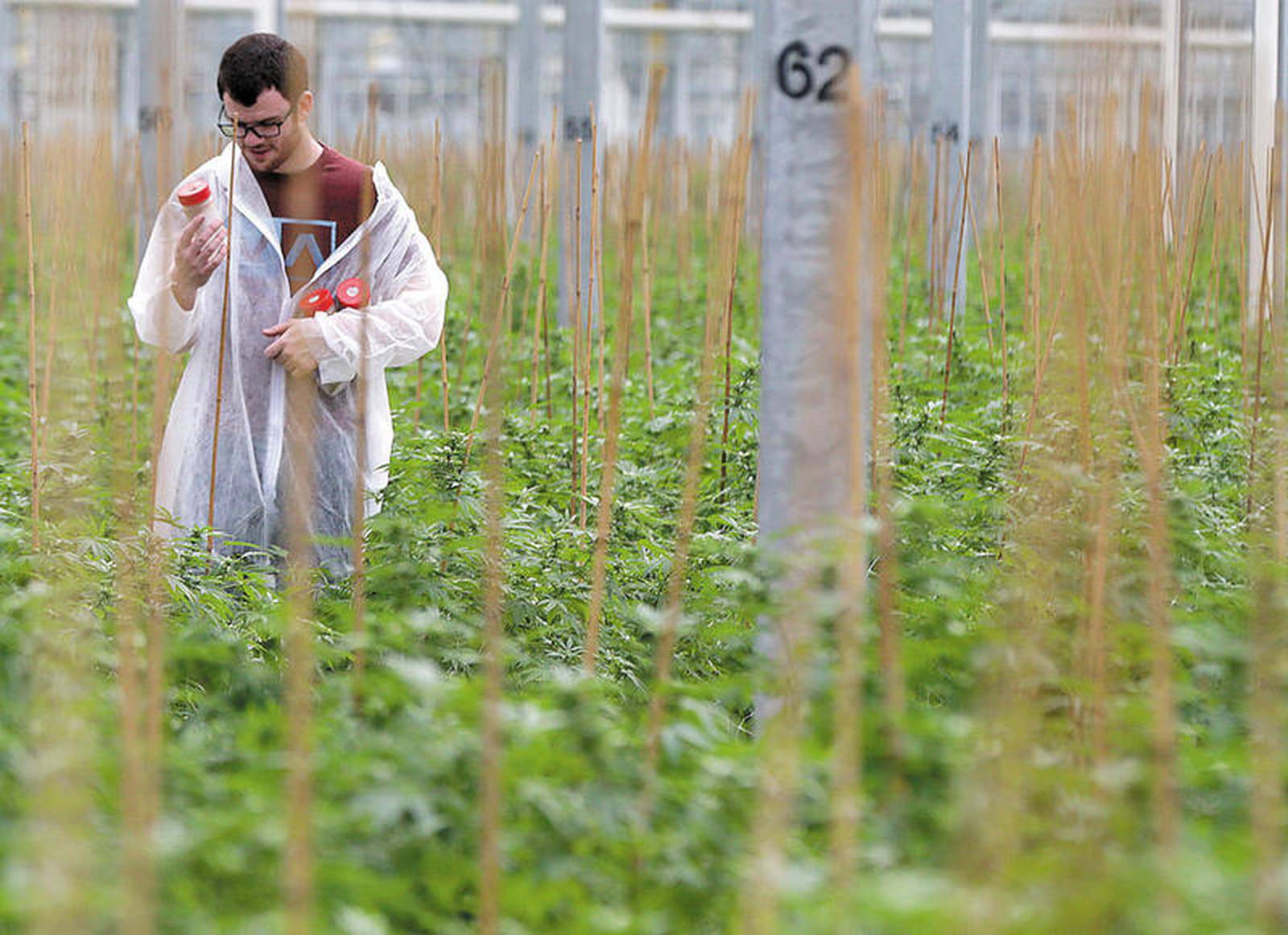 Granville is home to the world's largest indoor hemp growing facility ...