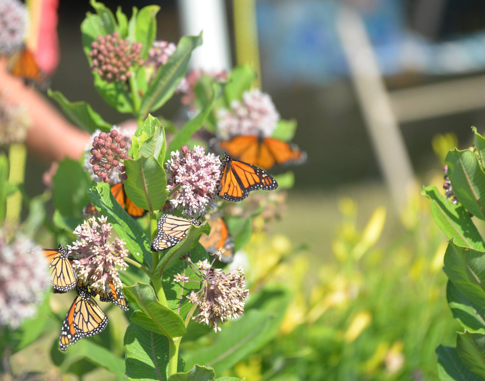 Monarchs on the Move to fly into Prophetstown – Shaw Local
