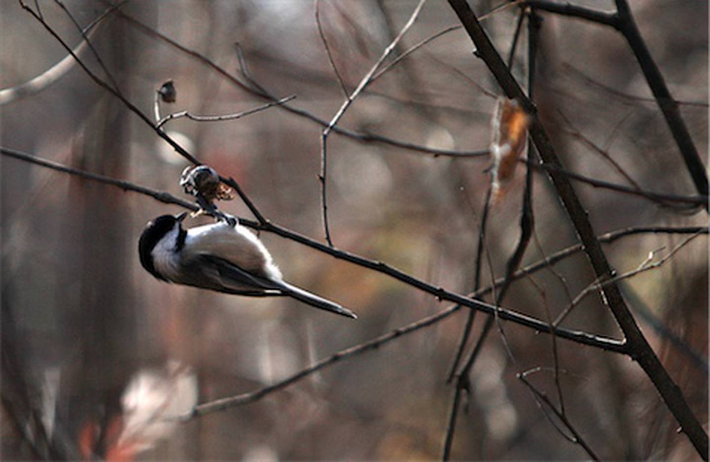 Geneva becomes official Bird City Illinois – Shaw Local