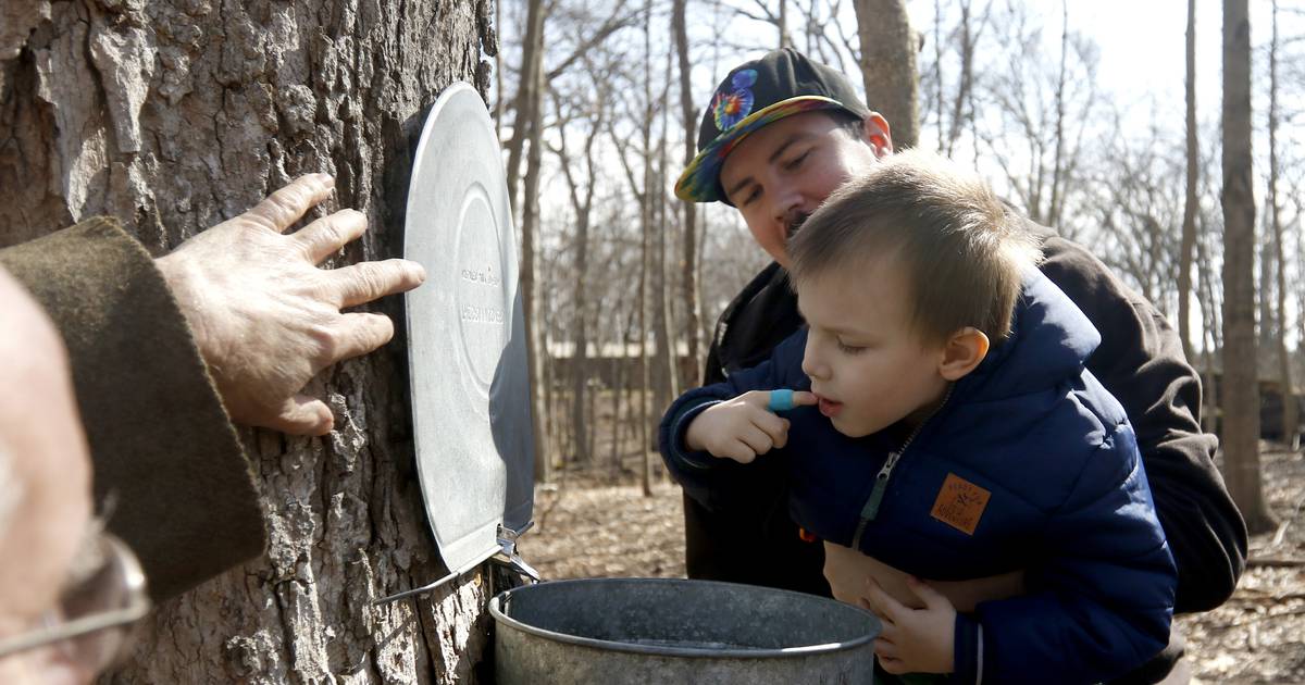 The Local Scene: Learn how to create maple syrup directly from trees in Marengo – Shaw Local
