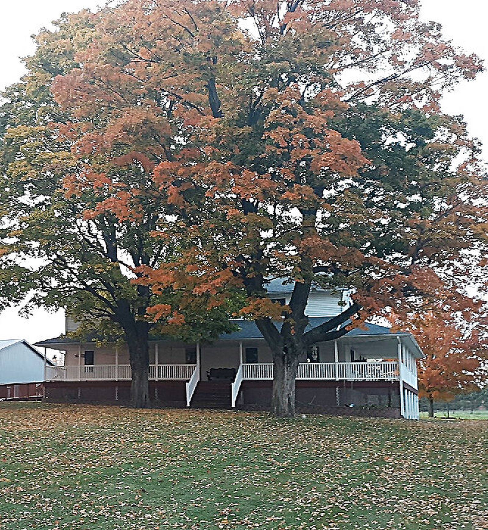 Welcoming autumn with zucchini cake, cowboy coffee, pumpkin spice and ...