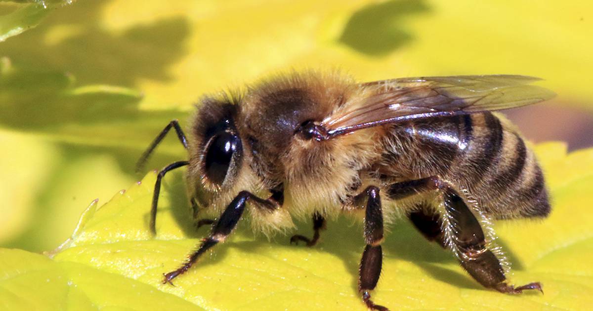Save the Bees program set for April 21 in DeKalb – Shaw Local