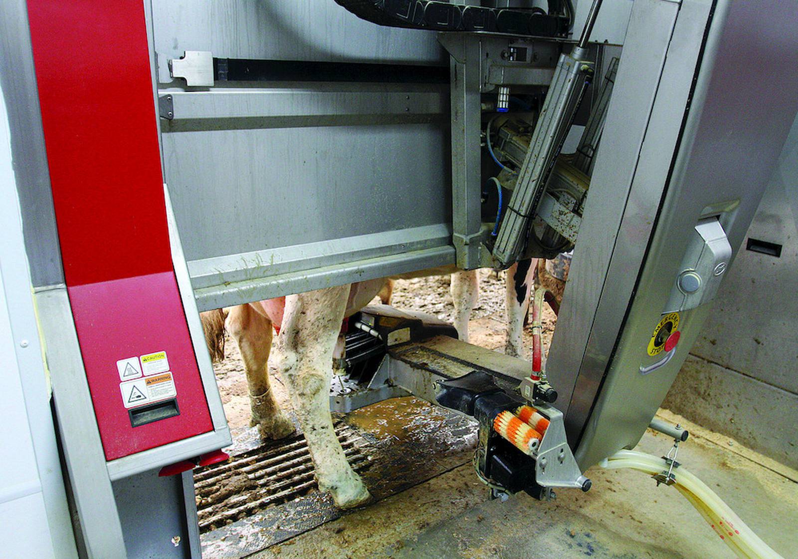 Kent dairy farm's robotic milking system boosts production – Shaw Local
