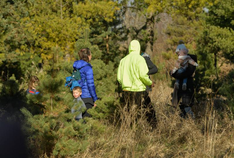 Photos: Christmas trees at Spring Bluff Nursery in Sugar Grove – Shaw Local