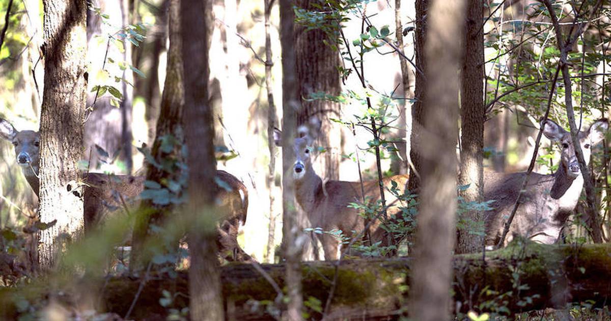 Curious deer – Shaw Local