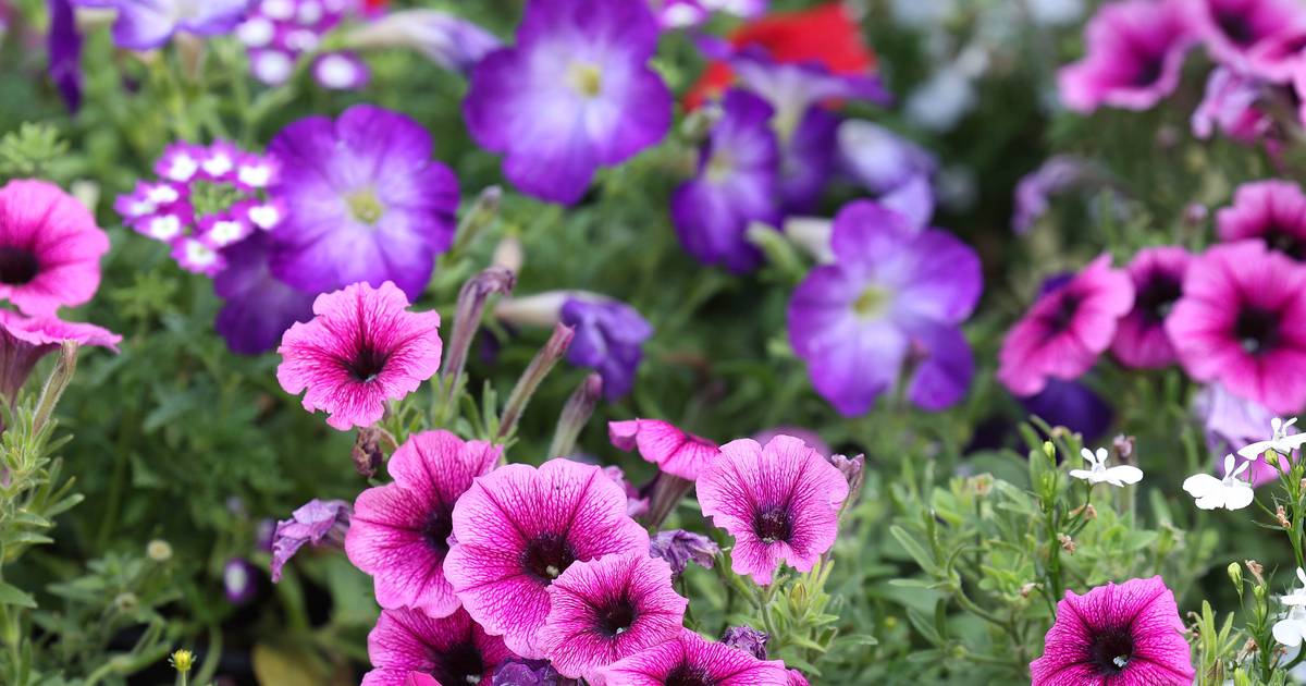 The Fields on Caton Farm in Crest Hill hosts Art in the Garden event ...