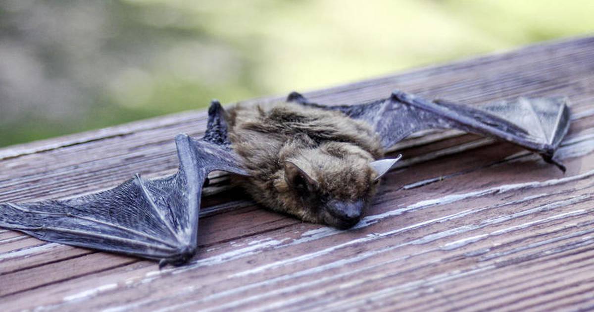 Rabid bat found in Crystal Lake; 1st rabies case in McHenry County of ...