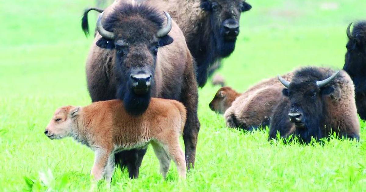Bison thriving at Nachusa Grasslands in second year – Shaw Local