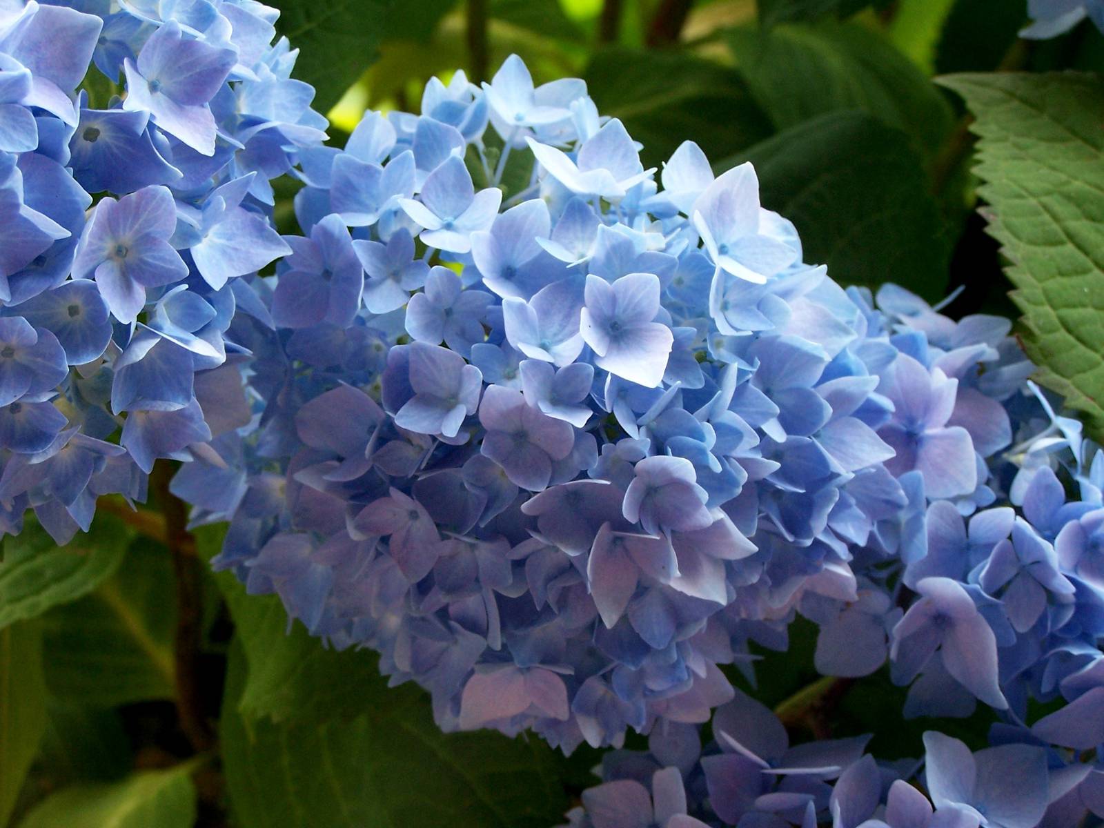 Learning to Grow: Hybrid, cross-bred hydrangeas maintenance-free ...