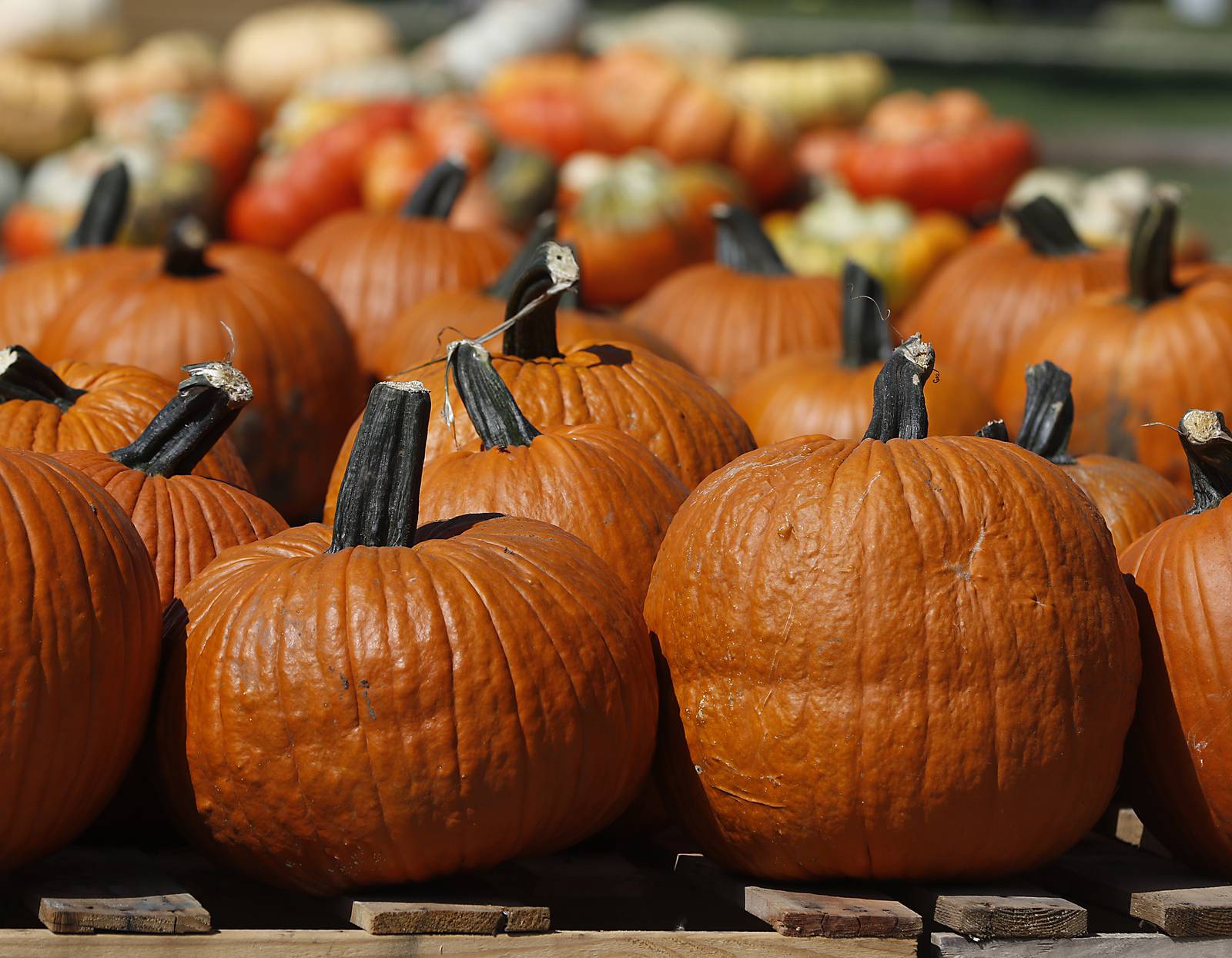 Pumpkin season is here – check out our list of pumpkin farms and ...