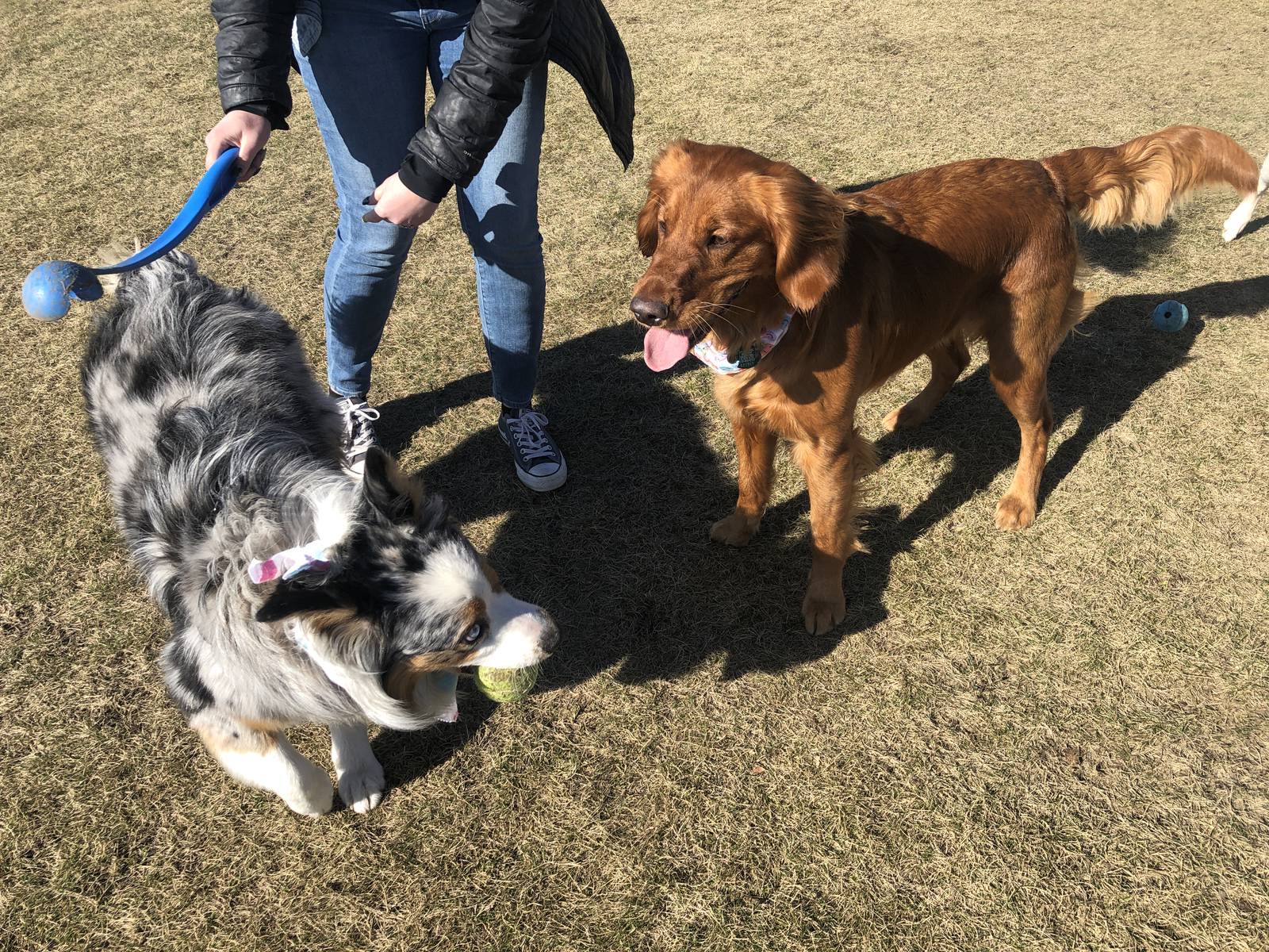 Harvard Dog Park now open at Milky Way Park – Shaw Local