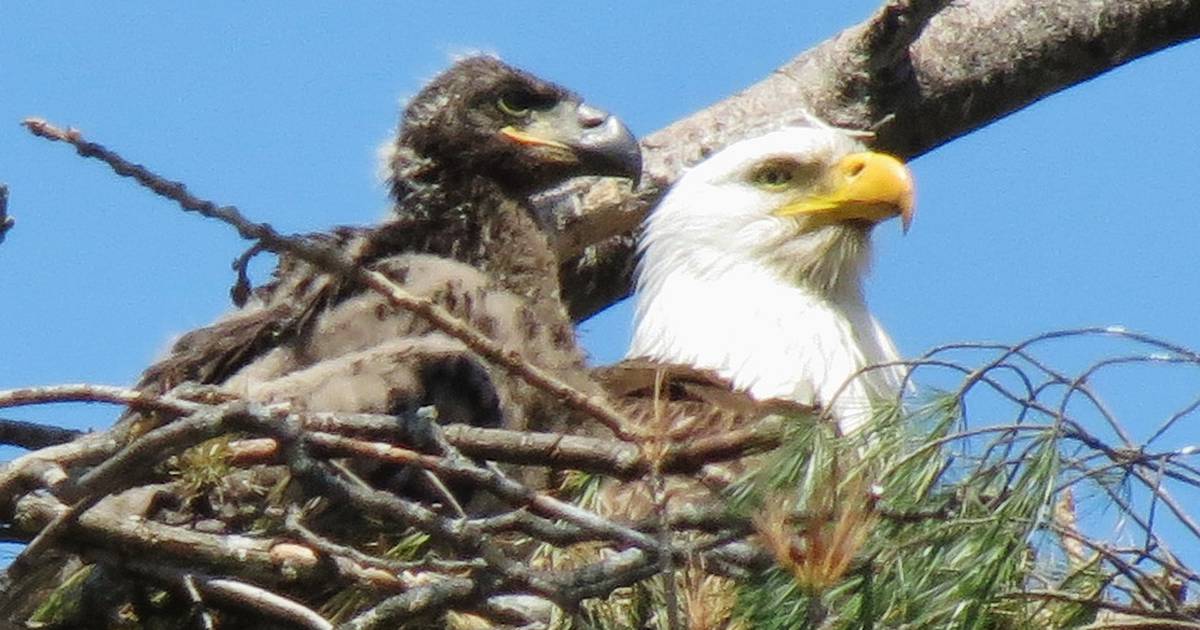 Good Natured in St. Charles: Pam Otto’s penultimate column shares ...