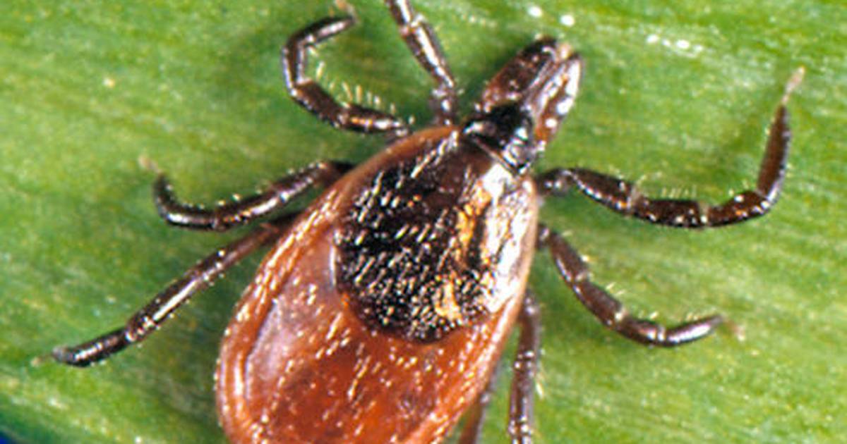 Researchers target neighborhoods in Lyme disease control effort – Shaw ...