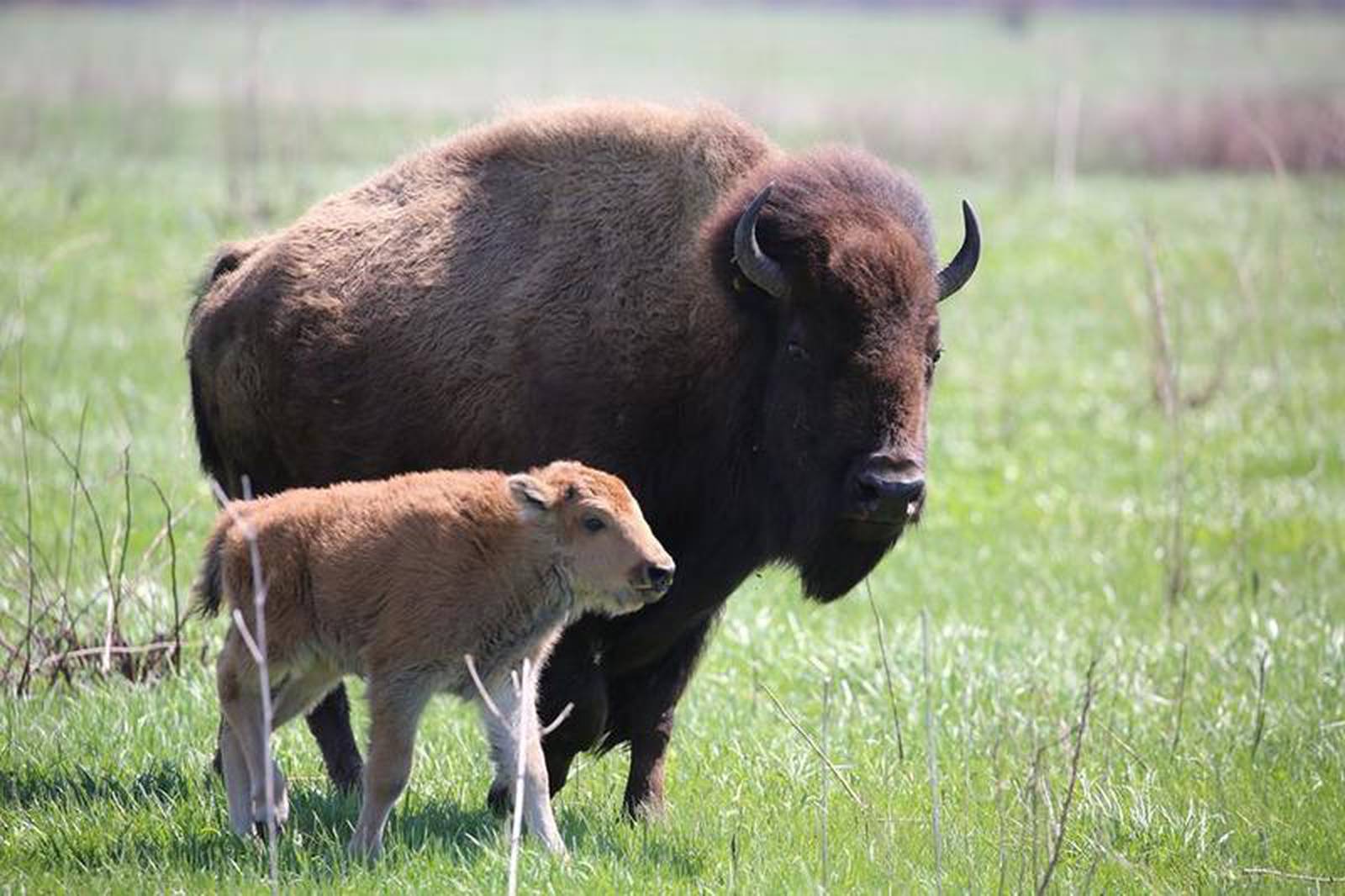 Baby bison – Midewin National Tallgrass Prairie announces first bison ...