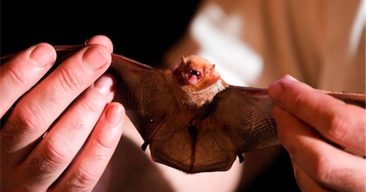Bat with rabies found in Woodstock home – Shaw Local