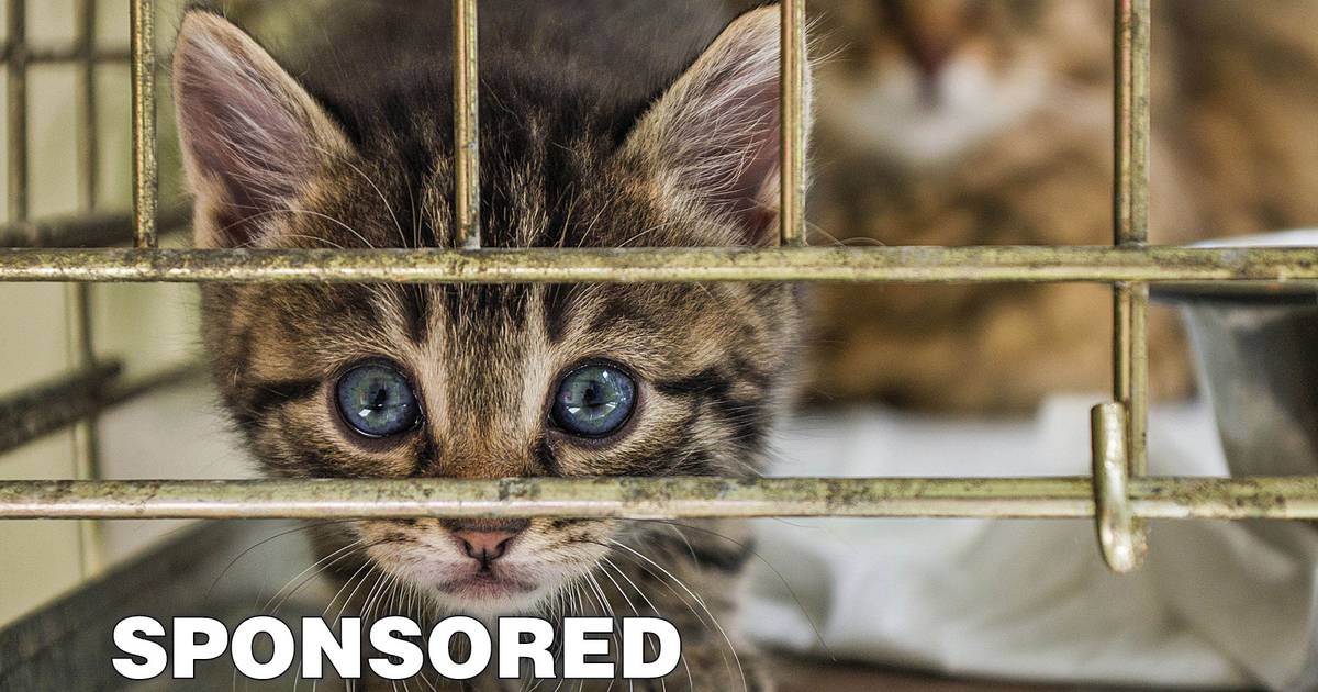 Three things to know before adopting a cat – Shaw Local