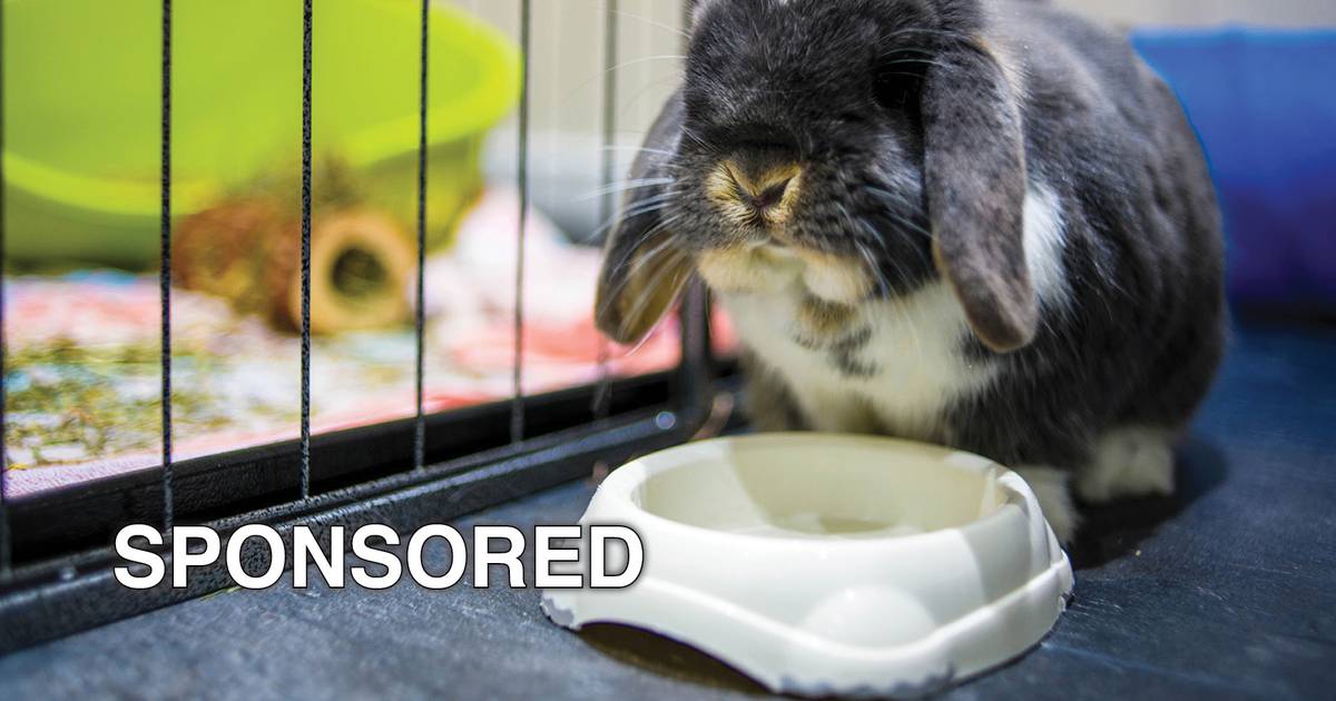 Four Things to Know About Getting a Pet Rabbit – Shaw Local