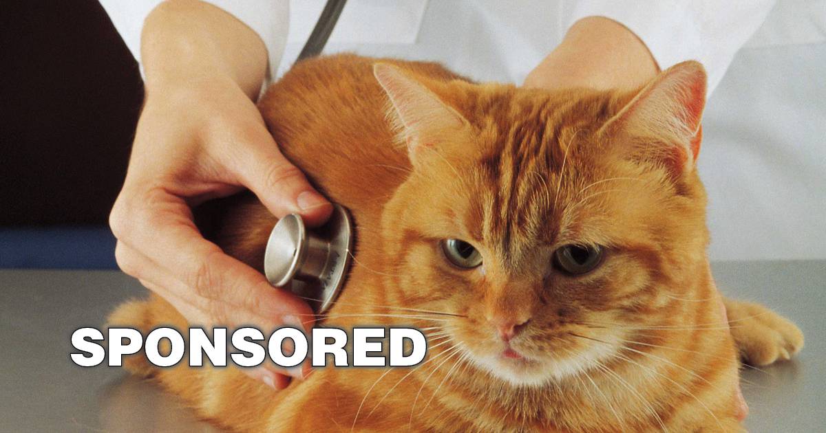 National Pet First Aid Awareness Month Tips – Shaw Local