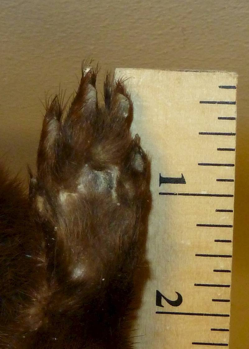 Good Natured: If you're someplace wet, think mink – Shaw Local