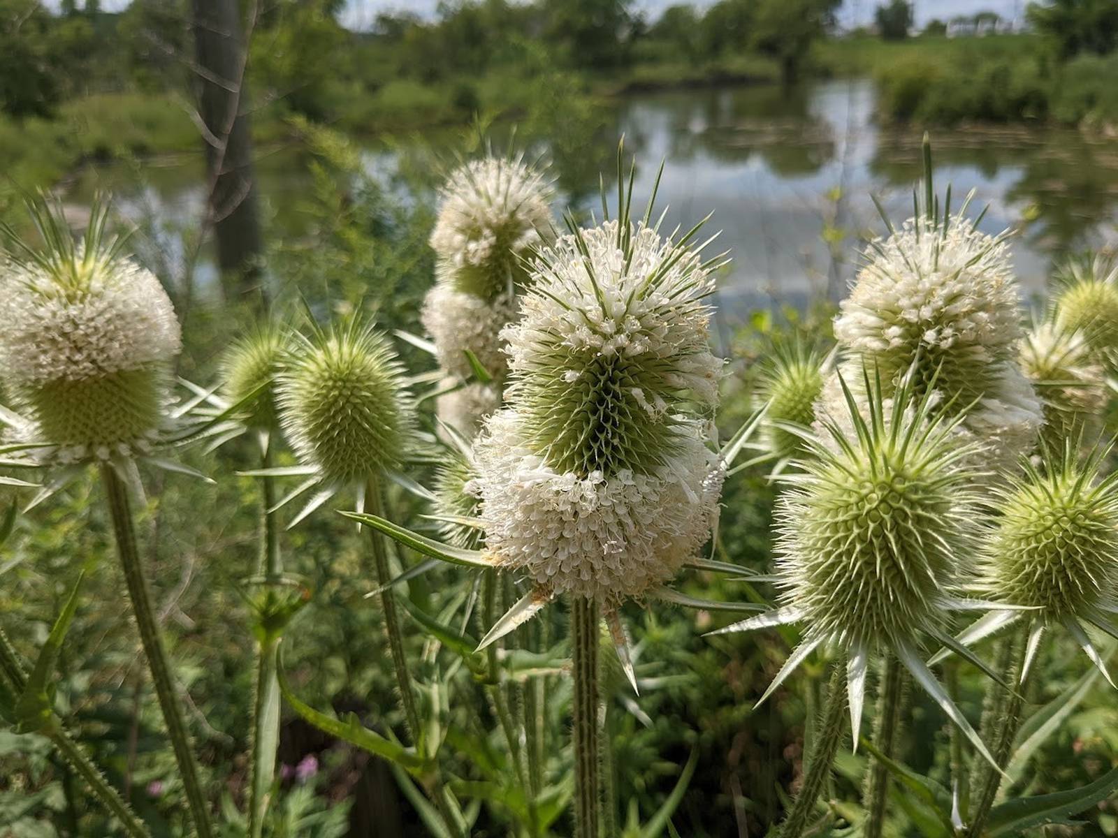 Good Natured in St. Charles: Now’s time to tame prickly invasive teasel ...