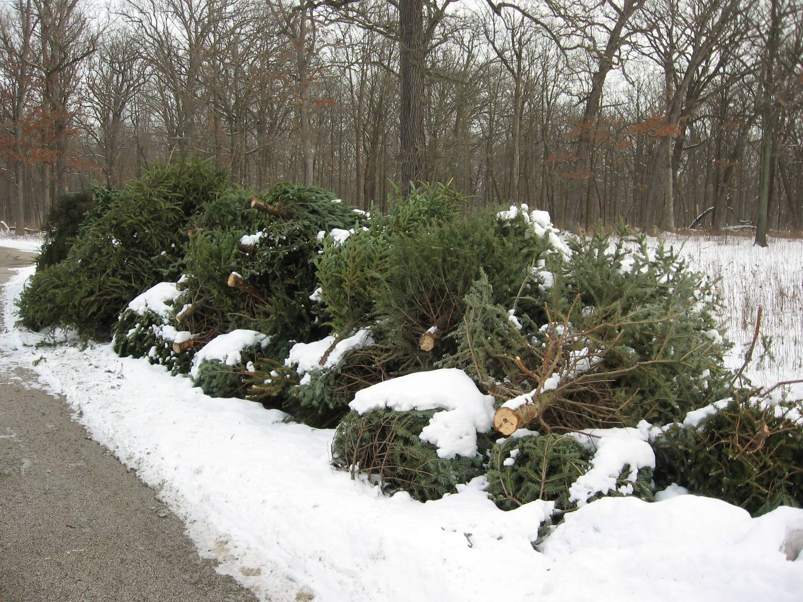 Treecycle Program keeps unsold Christmas trees out of landfill – Shaw Local