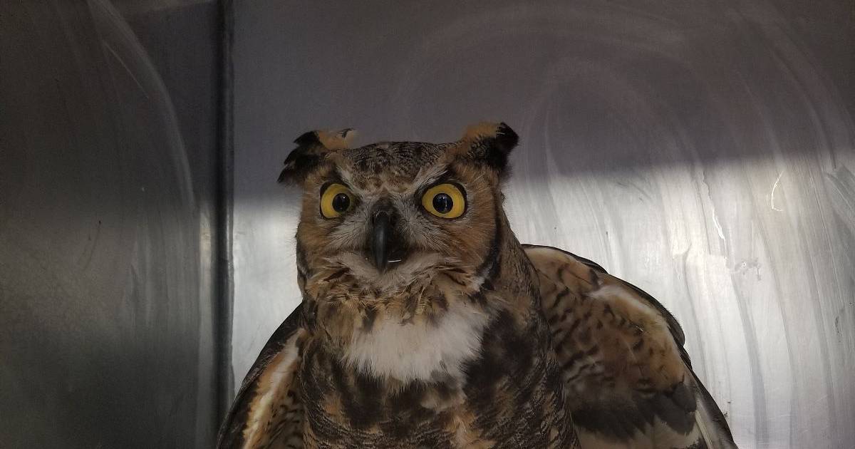 Anderson Humane to release Great Horned Owl after nursing it back to ...