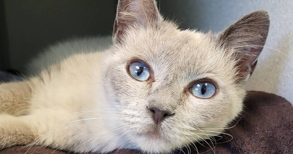 Mellow cat ready for loving forever family – Shaw Local