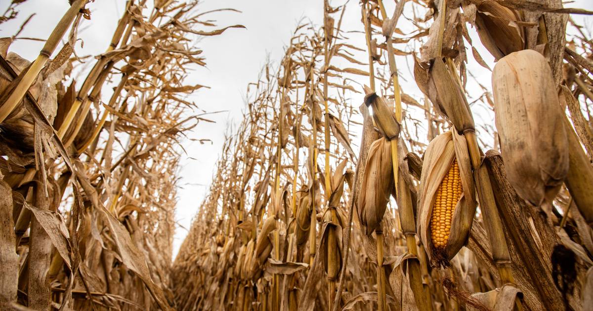 U.S. ag trade officials reject latest Mexico proposal on GMO corn ban ...