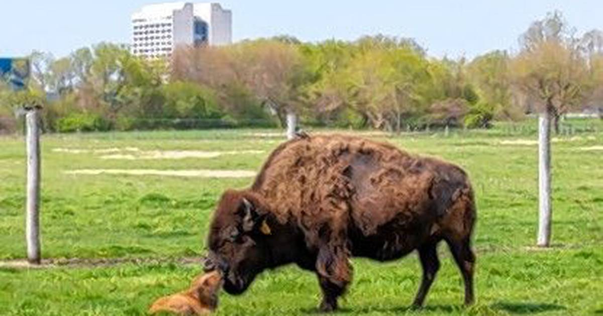 Fermilab welcomes first bison calf of the season on Monday – Shaw Local