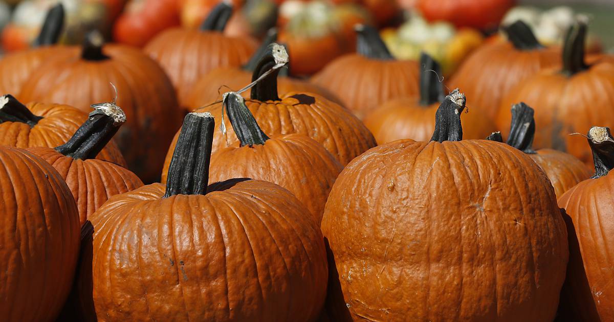 Pumpkin season is here – check out our list of pumpkin farms and ...