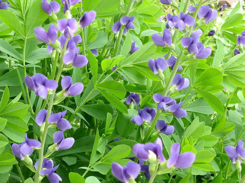 Learning to Grow in St. Charles: Baptisia australis packs bright appeal ...
