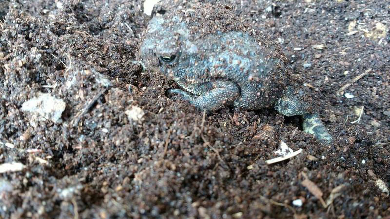 Good Natured: Toad-ally unexpected spot for winter's nap – Shaw Local