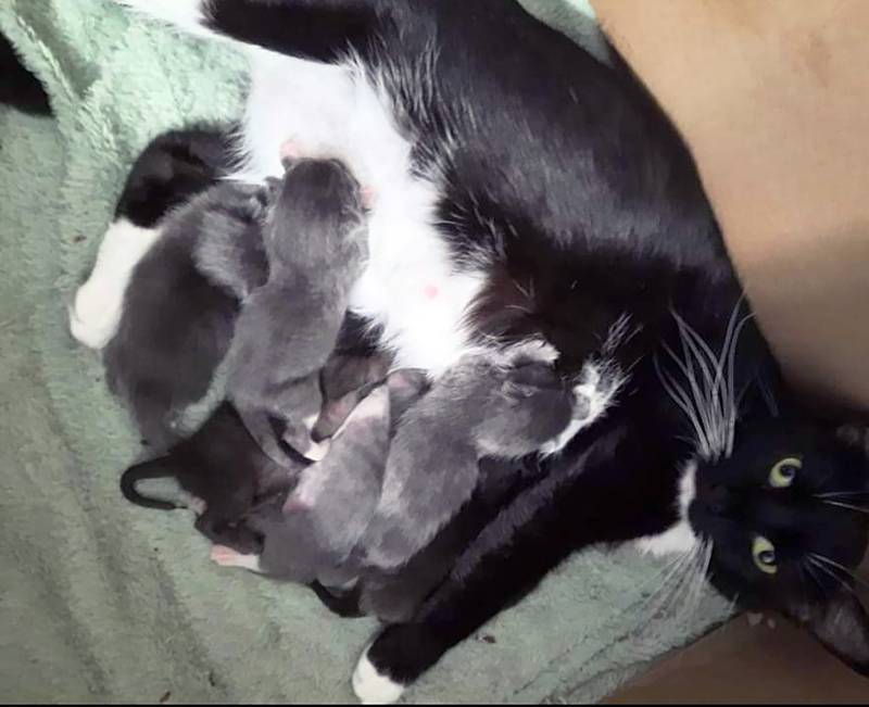 Project Humane Polo continues work – Shaw Local