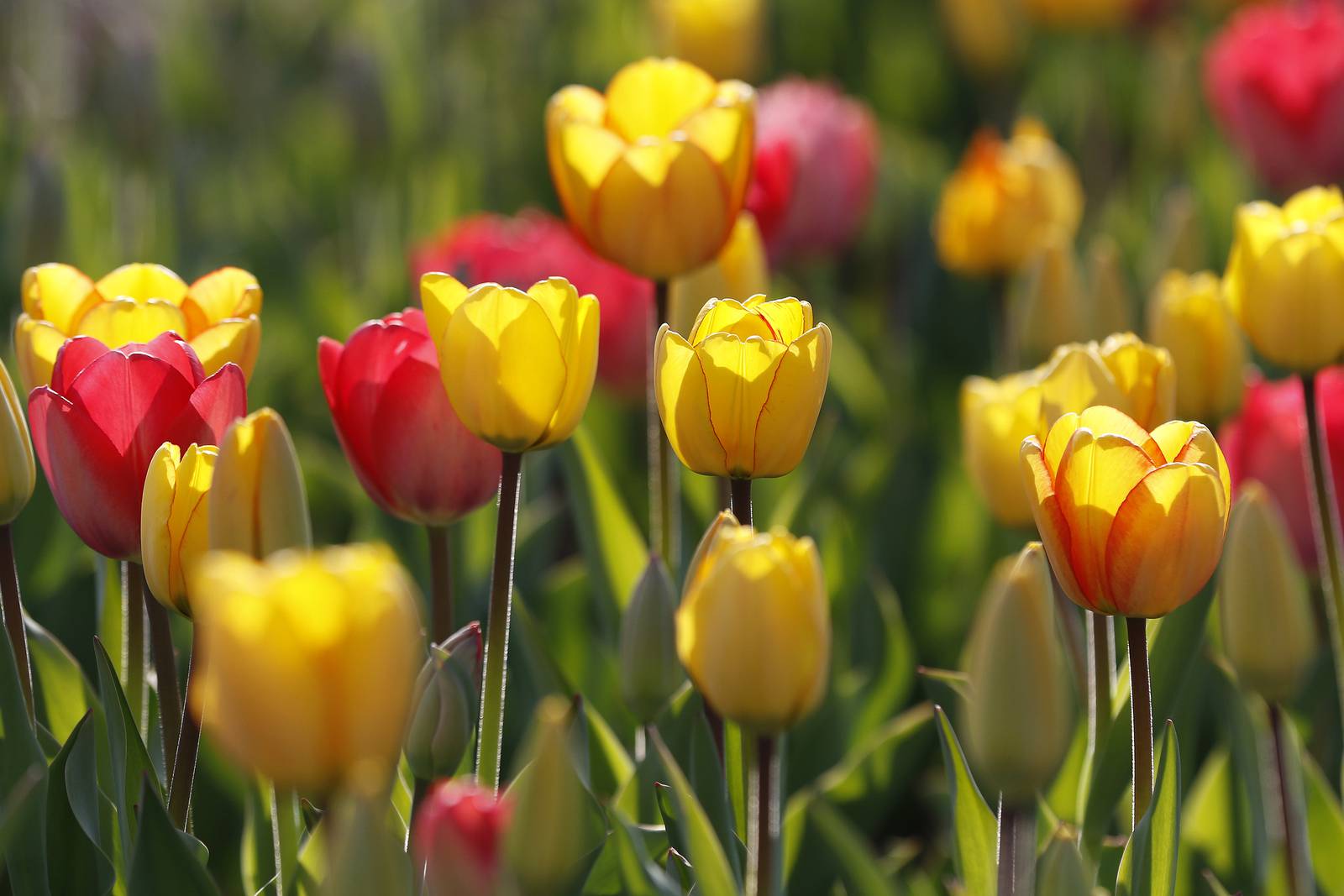 Kuipers Family Farm debuts inaugural Tulip Fest in Maple Park – Shaw Local