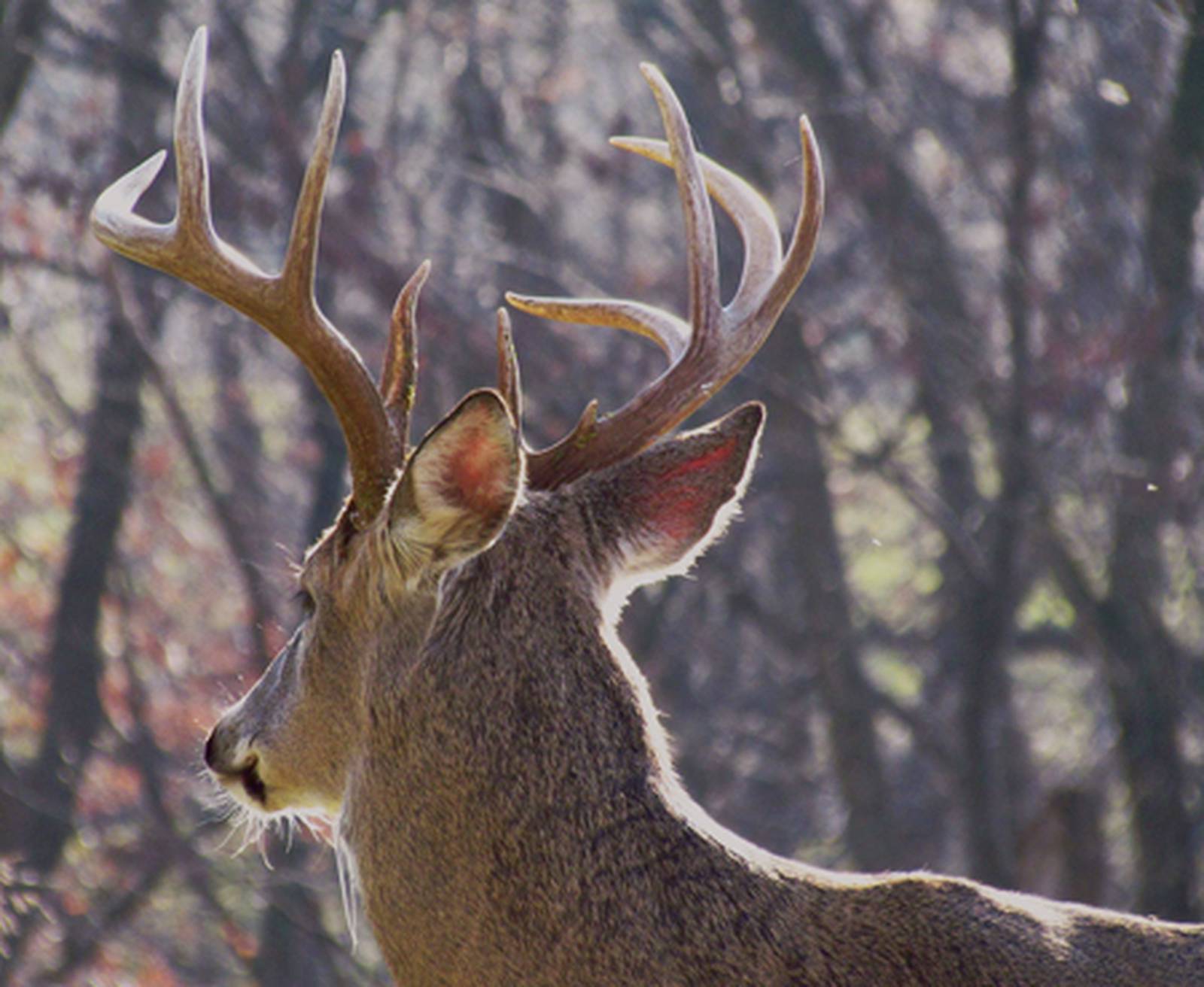 More than 76,000 deer harvested during Illinois firearm deer season ...