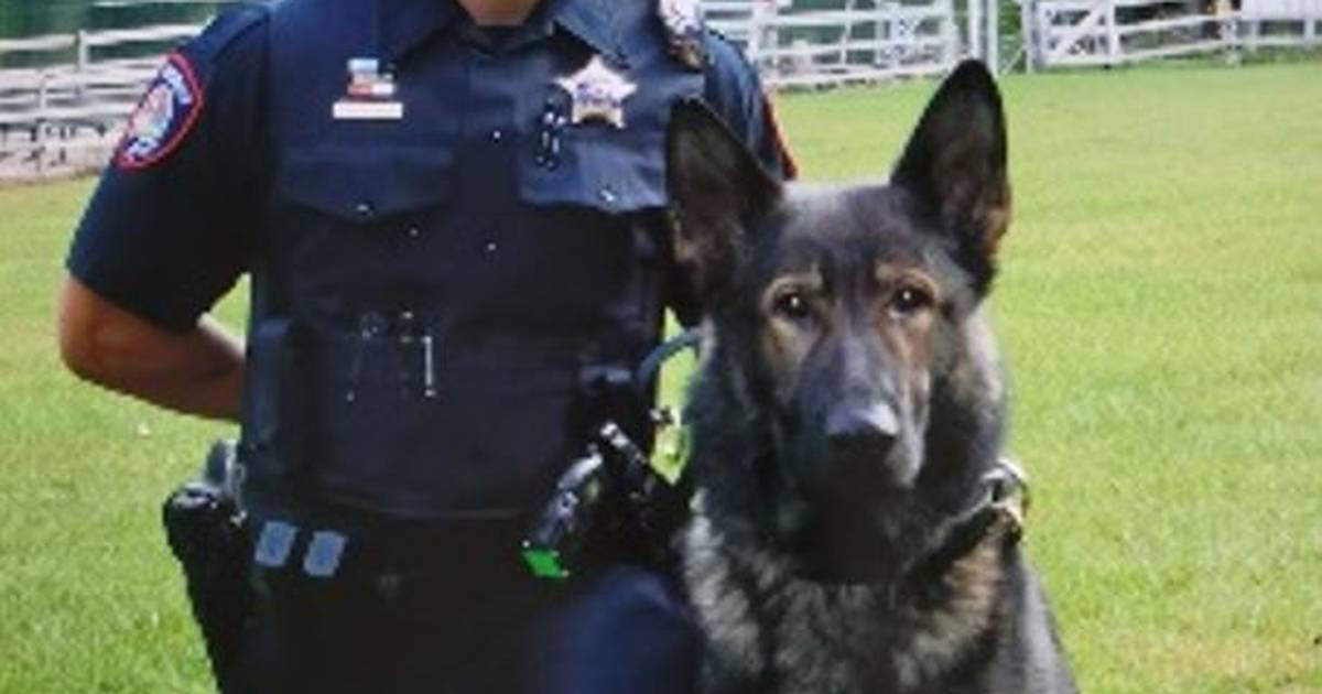 Kane Sheriff announces death of K-9 Arko – Shaw Local