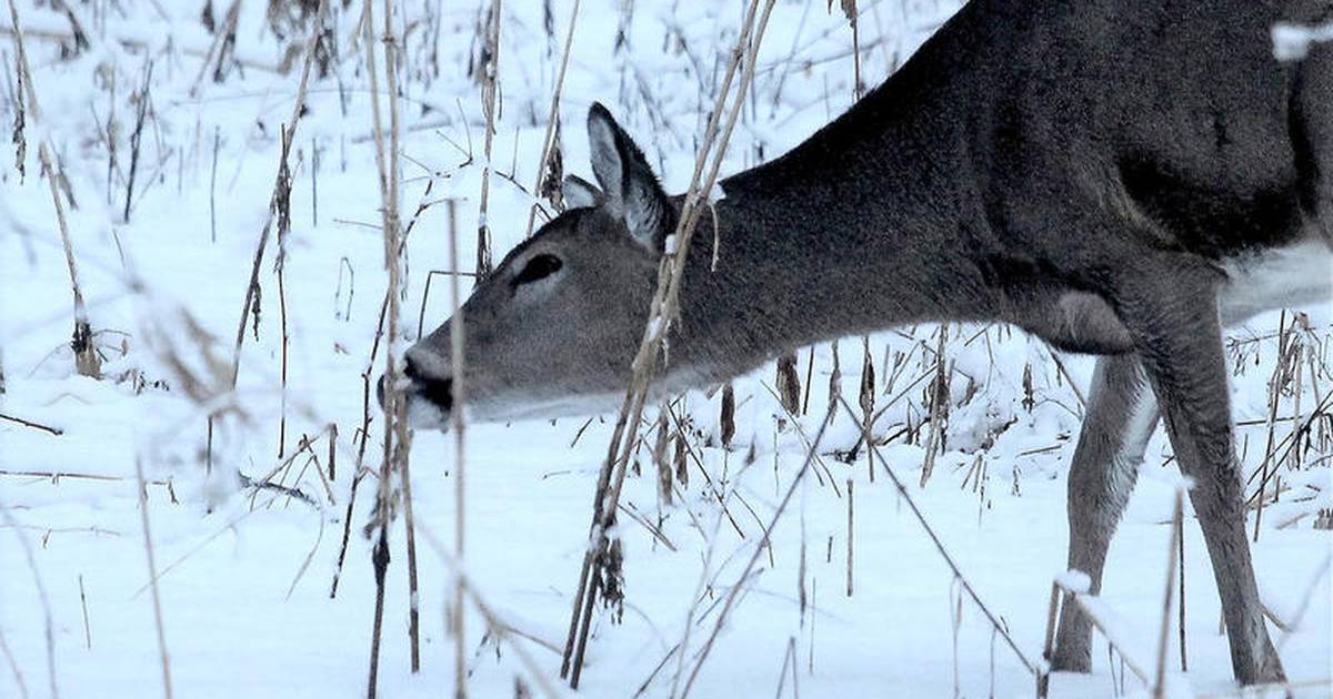 Good Natured in St. Charles: Deer provide ready clues for tracking them ...
