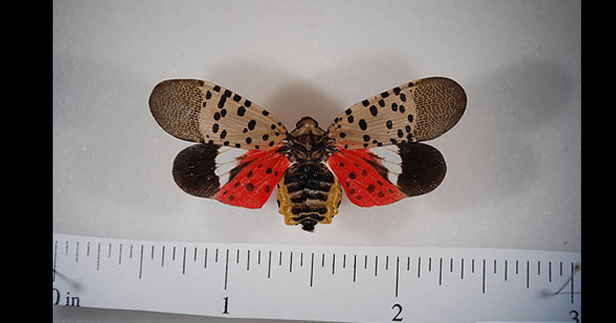 Invasive spotted lanternfly found in Illinois: Here’s what you need to ...