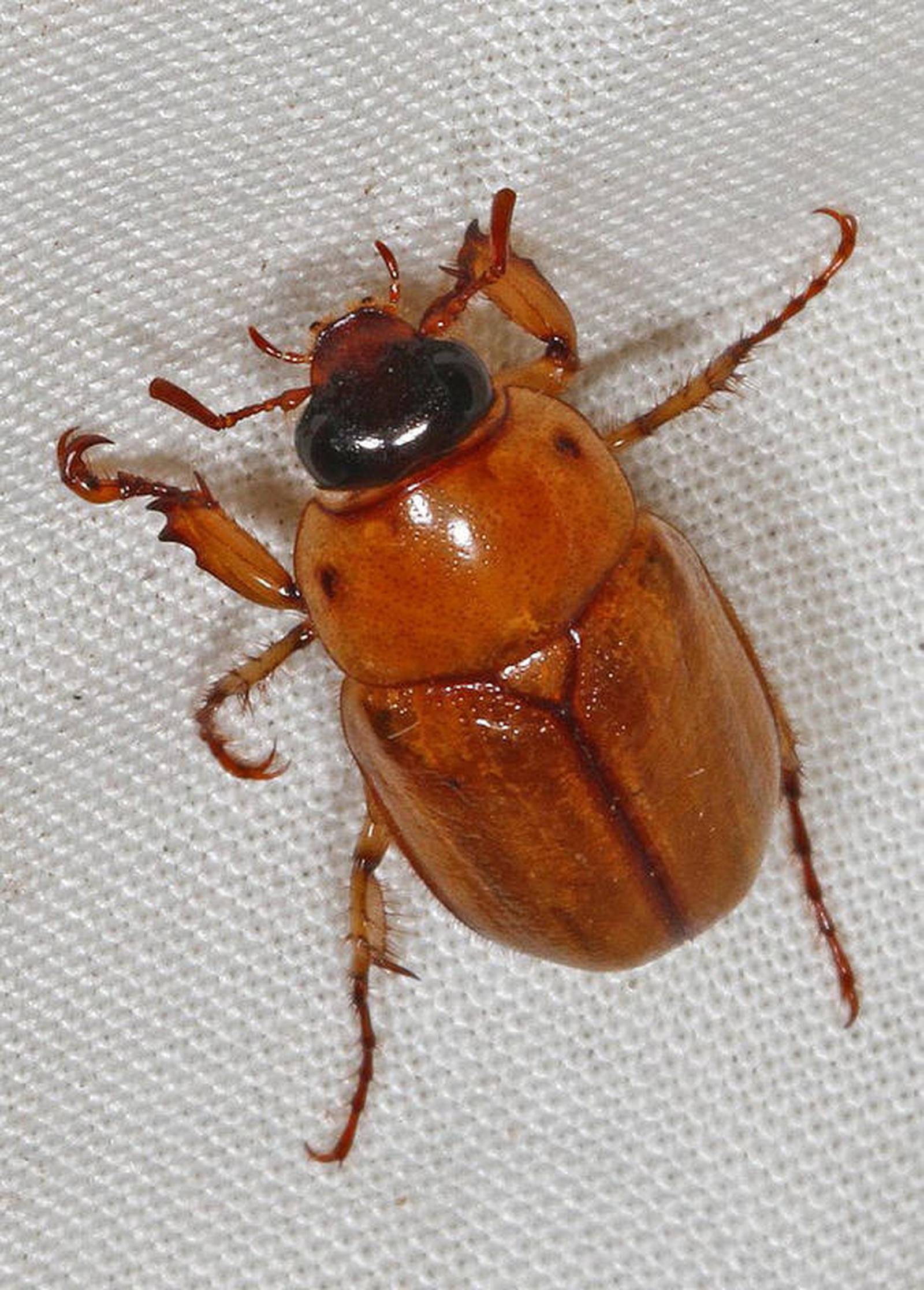 Down the Garden Path: Japanese and masked chafer beetle damage in the ...